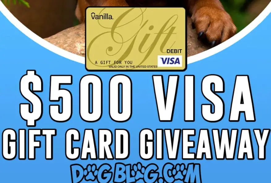 DogBlog 500 Visa Gift Card Giveaway DogBlog 500 Visa Gift Card Giveaway